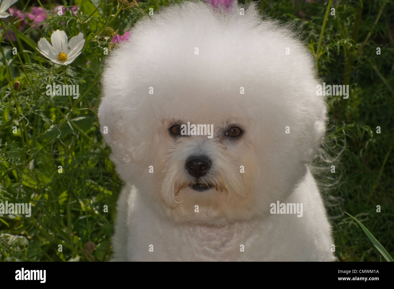 Bichon Frises-head shot Stock Photo - Alamy