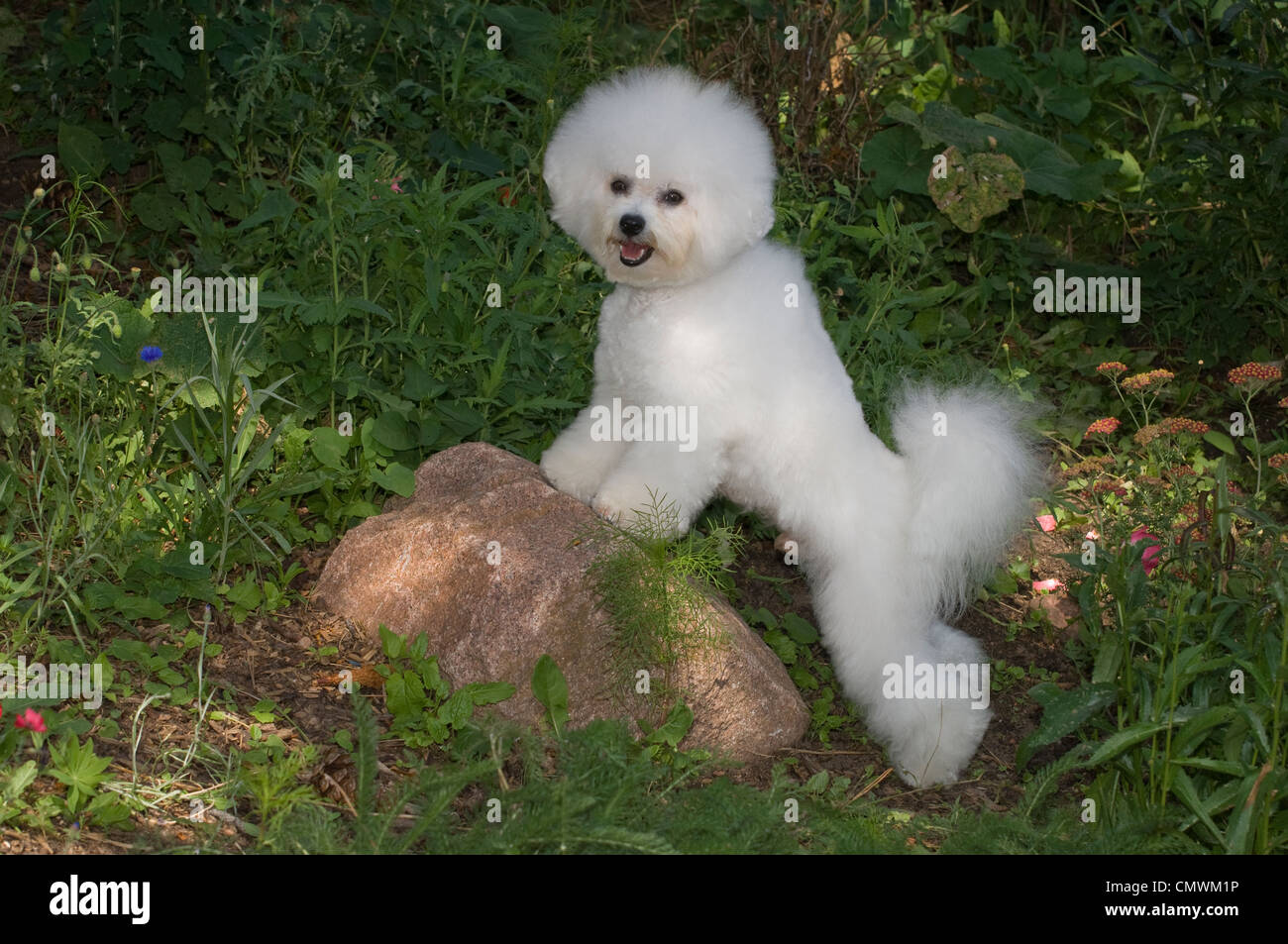 Bichon Frises standing with front paws on rock Stock Photo - Alamy