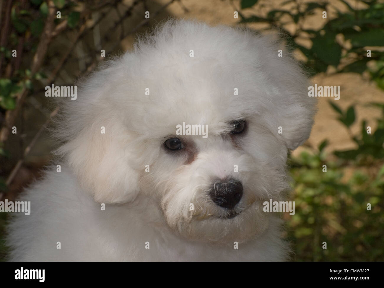 Bichon Frises puppy-head shot Stock Photo - Alamy