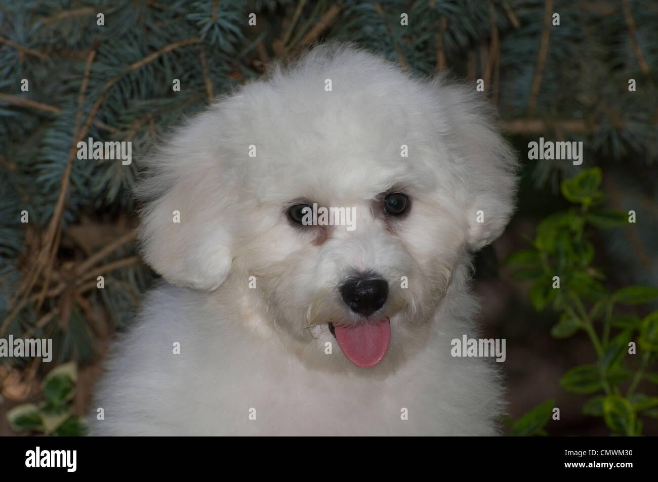 Bichon Frises puppy-head shot Stock Photo - Alamy
