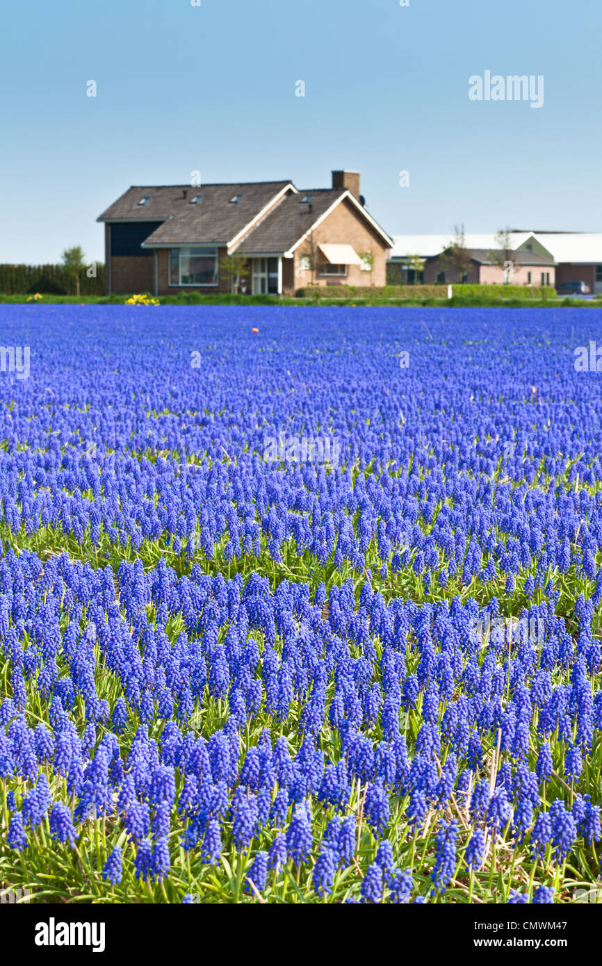 Blue Muscari (hyacinth) field in Holland. Horizontal shot Stock Photo ...