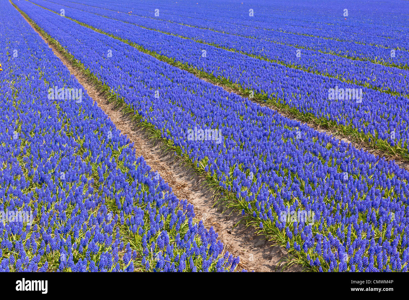 Blue hyacinth field hi-res stock photography and images - Alamy