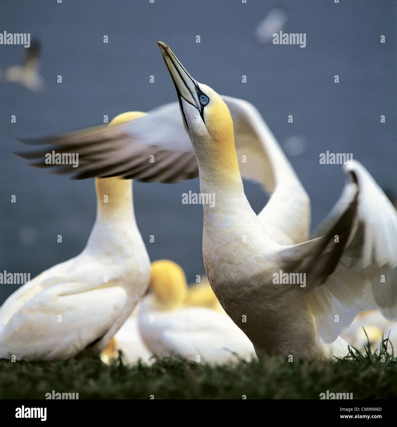 Gannet, Bonaventure Island, Gaspe Coast, Quebec Stock Photo - Alamy