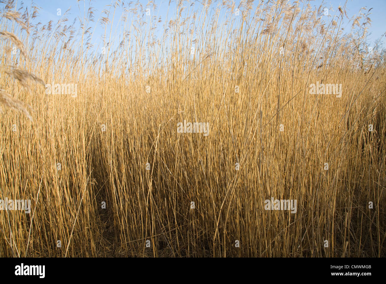Growing reed hi-res stock photography and images - Alamy