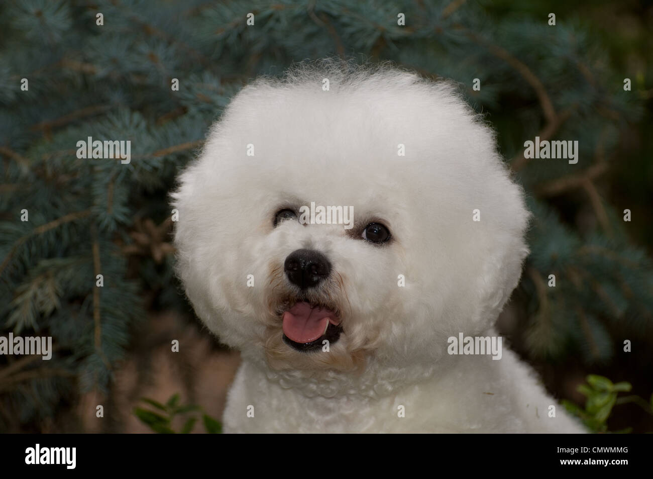 Bichon Frises-head shot Stock Photo - Alamy