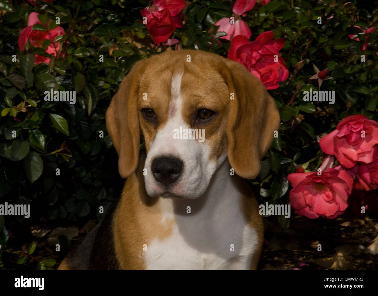 Beagle head hi-res stock photography and images - Alamy