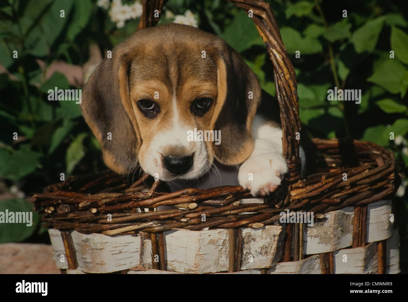 Beagle puppy in basket Stock Photo - Alamy