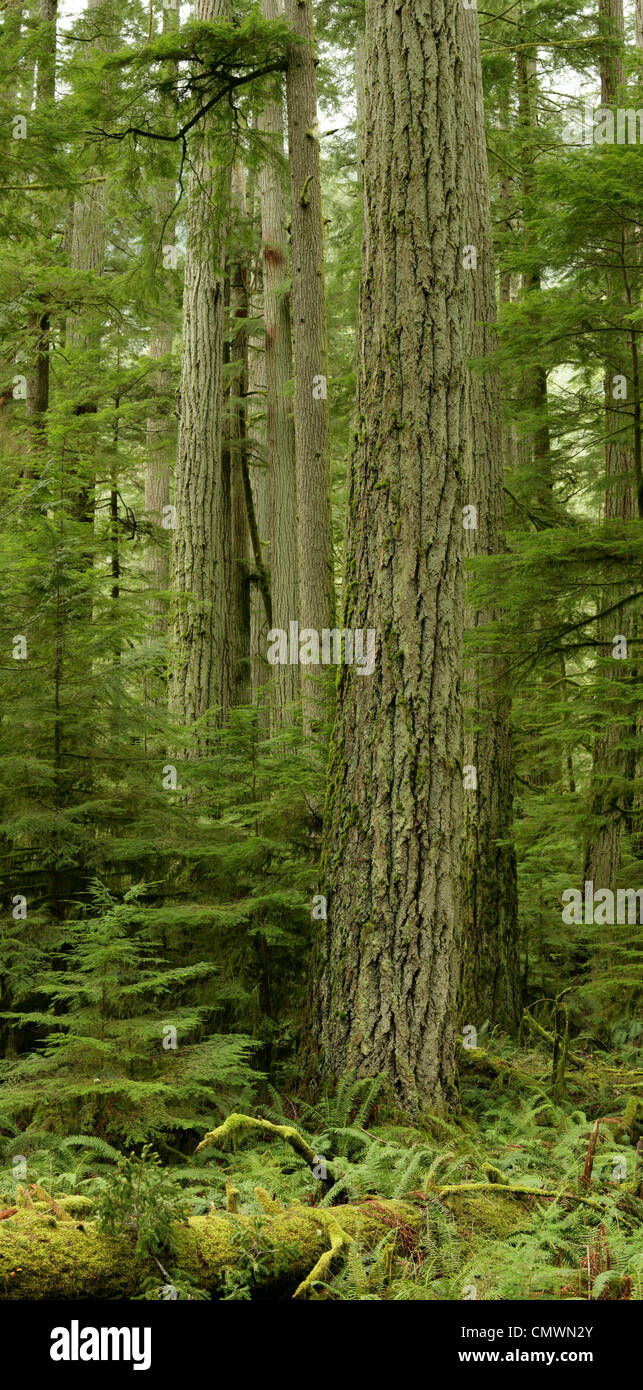 Douglas Firs and Sitka Spruce, Cathedral Grove, British Columbia Stock ...