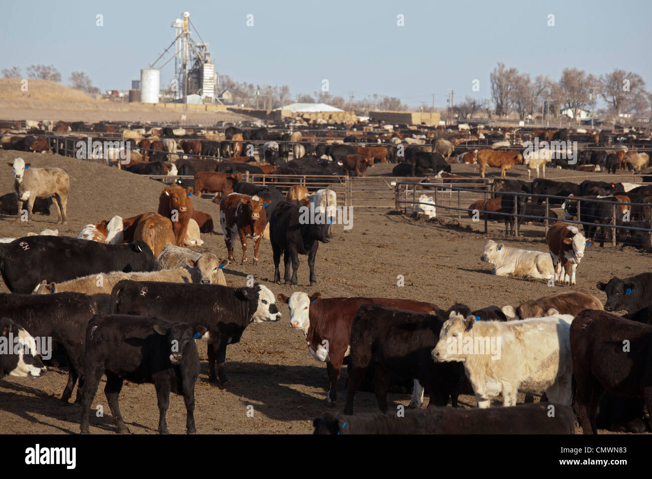 Greeley, Colorado - Cattle at the Horton Feedlot Stock Photo - Alamy