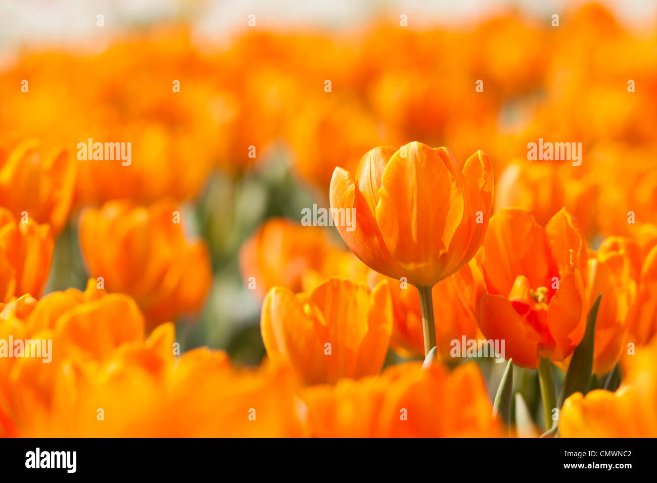 Orange tulip in spring Stock Photo - Alamy