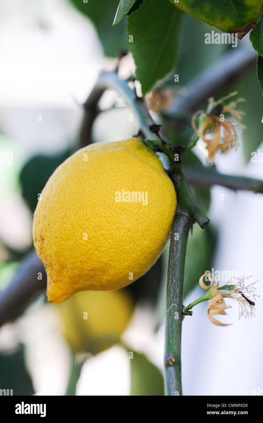 Citrus limon 'four seasons' . Lemon fruit on tree at RHS Wisley gardens ...