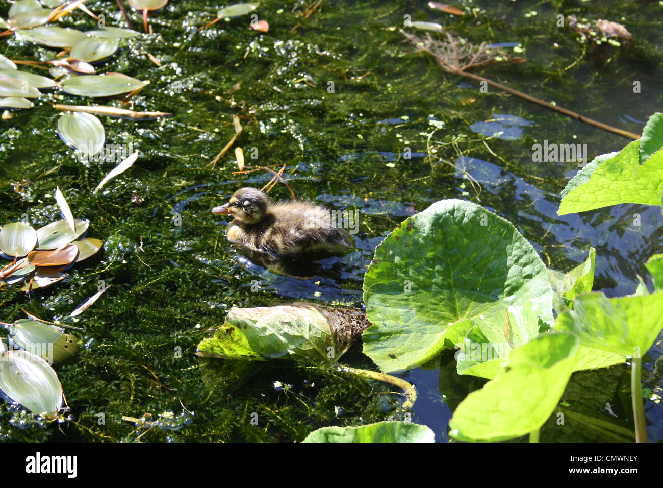 Duckling swimming in water Stock Photo - Alamy