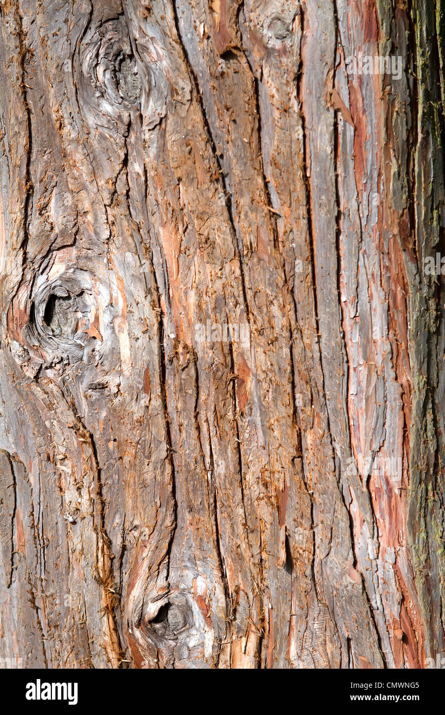 English tree hi-res stock photography and images - Alamy