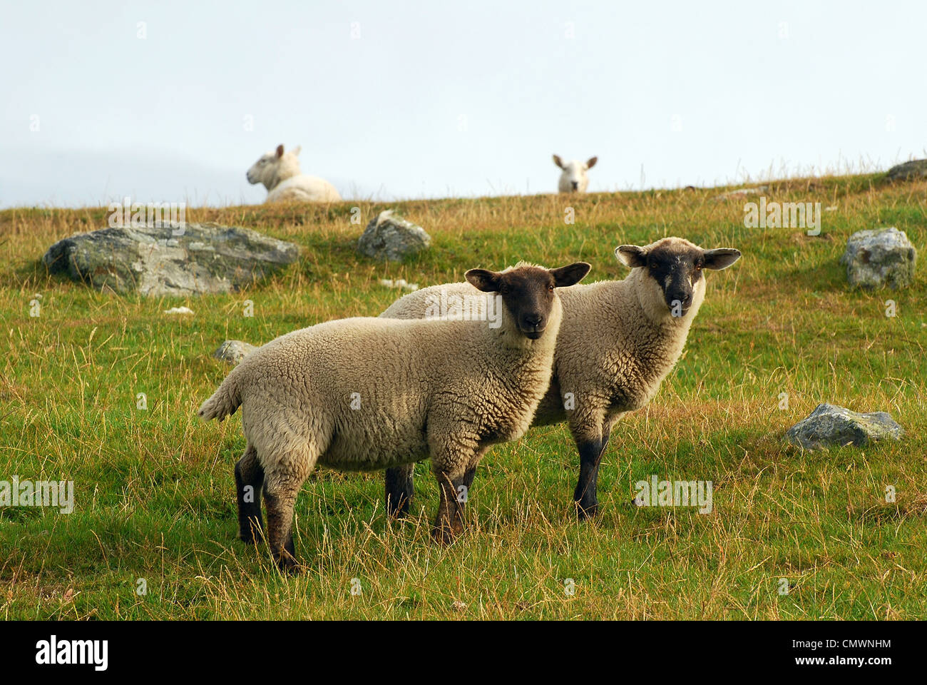 Shetland sheep hi-res stock photography and images - Alamy