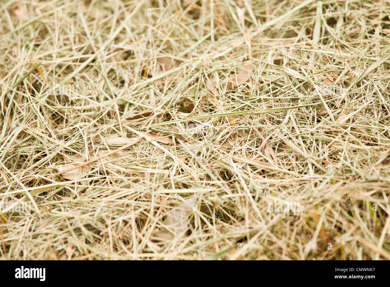 Weed texture on floor Stock Photo - Alamy
