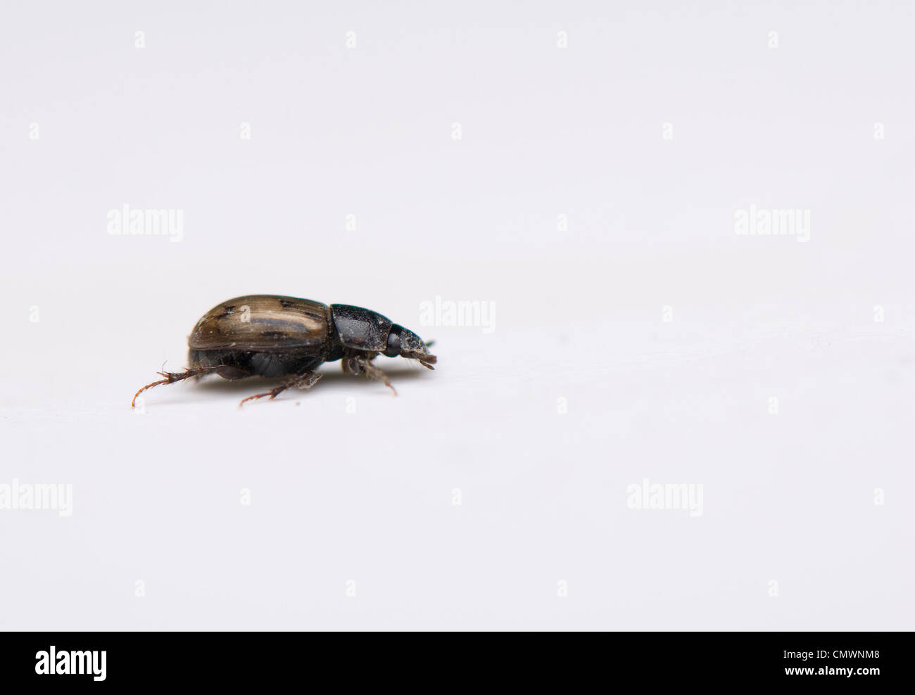 Aphodius hi-res stock photography and images - Alamy