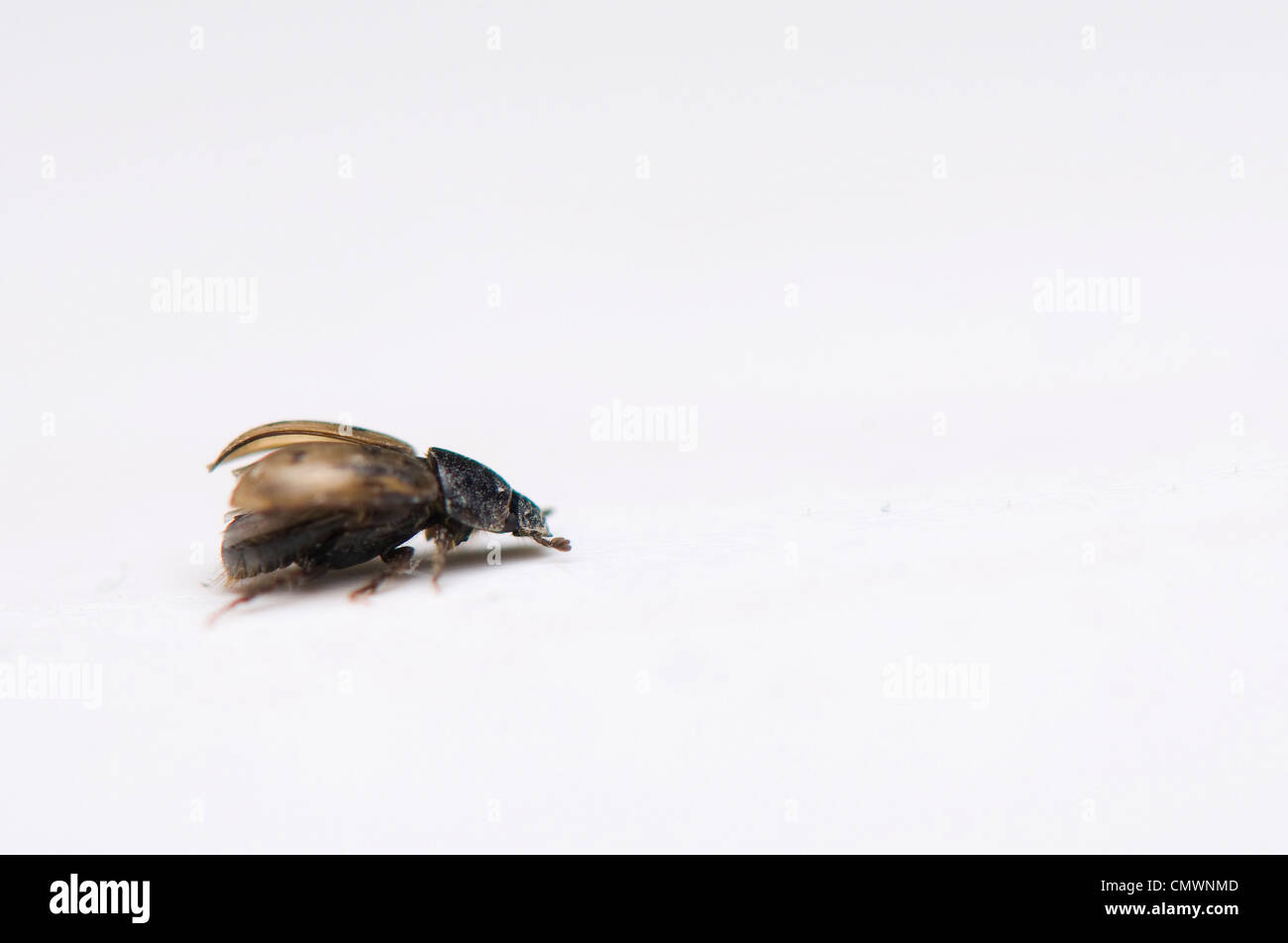 Aphodius hi-res stock photography and images - Alamy