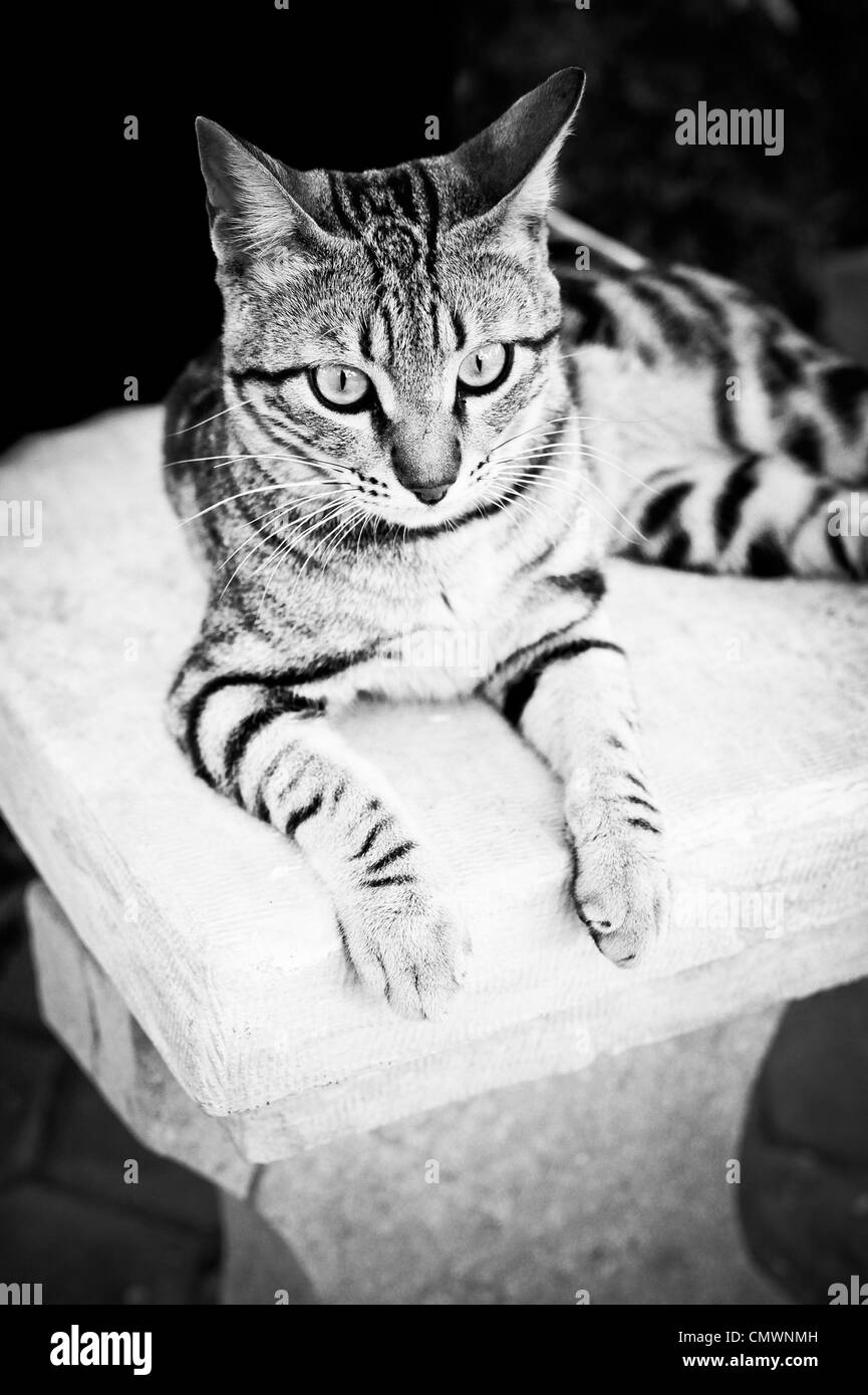 Beautiful feral cat Stock Photo - Alamy