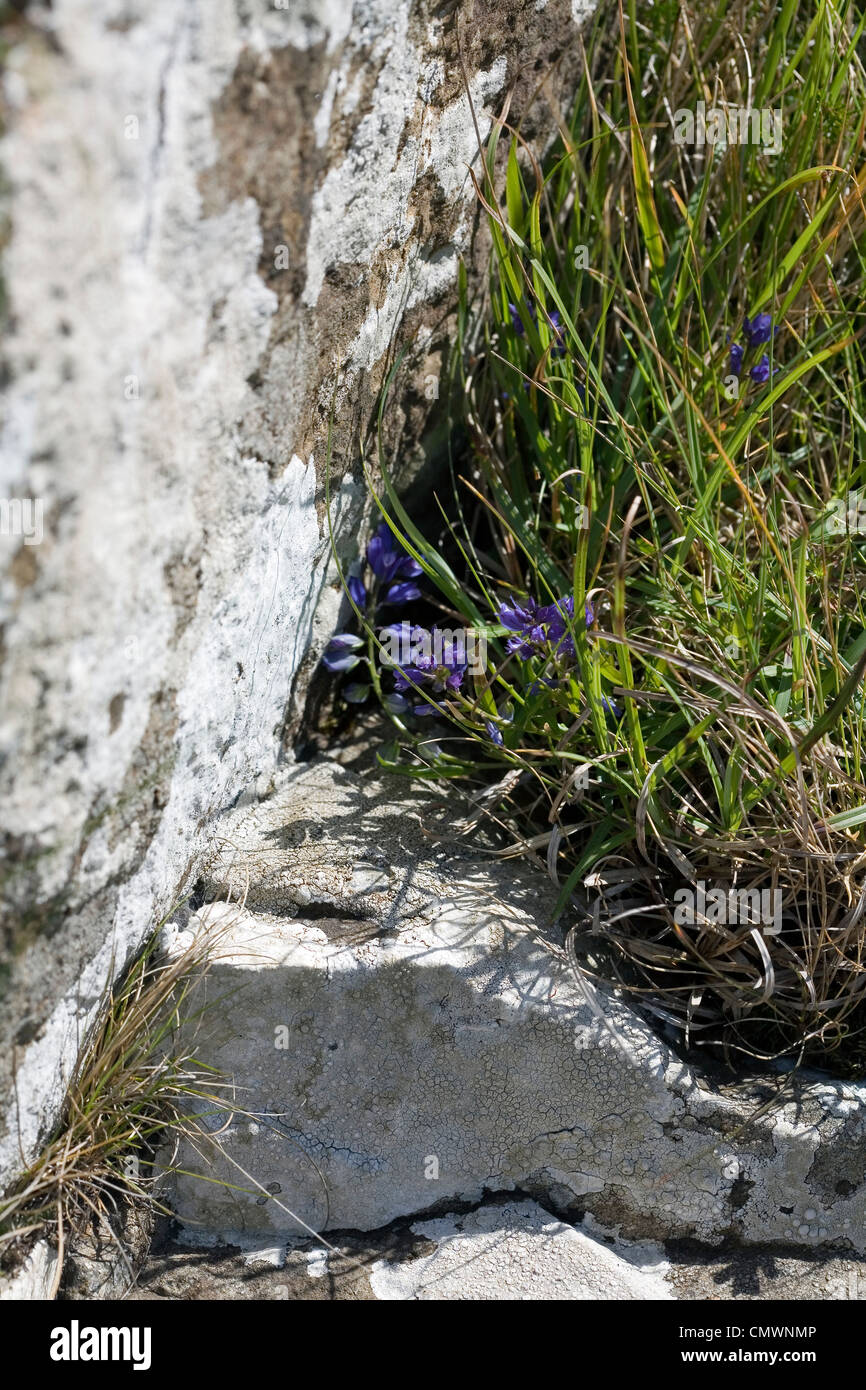 Field Gentian Gentianella Campestris High Resolution Stock Photography ...