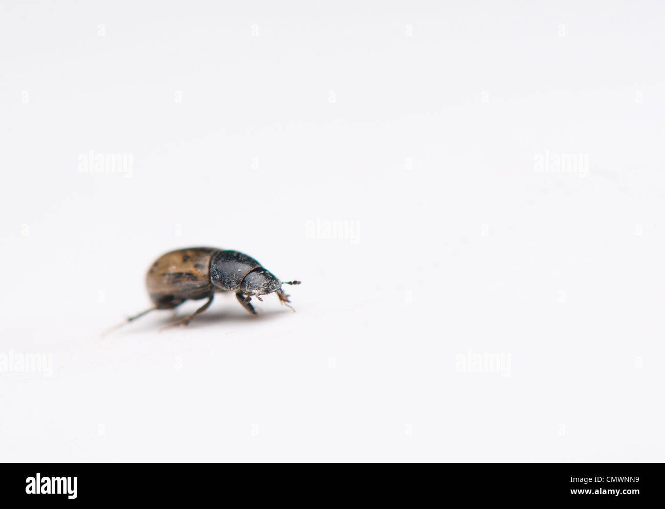Aphodius hi-res stock photography and images - Alamy