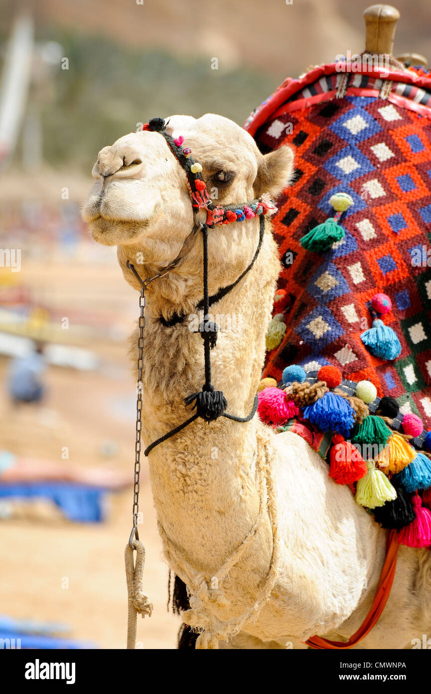 Camel on the beach Stock Photo - Alamy