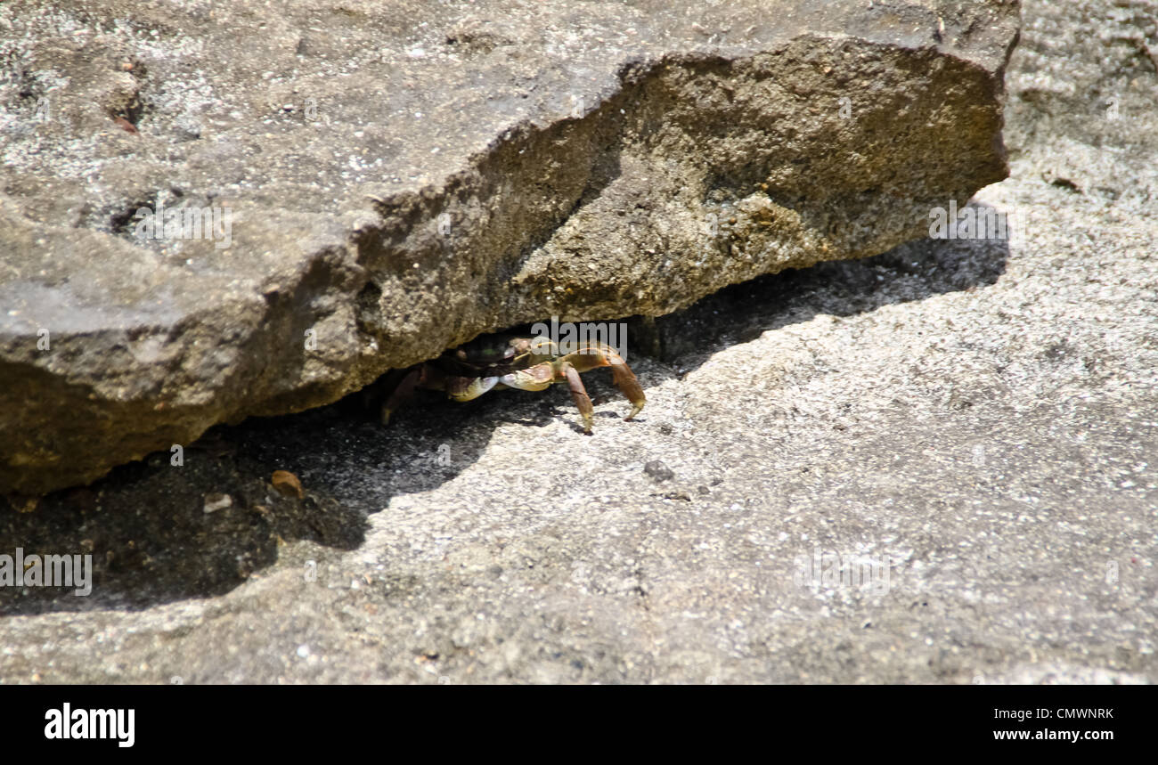 Crab hiding among the rocks of a beach of Marsa Alam on the Red Sea ...