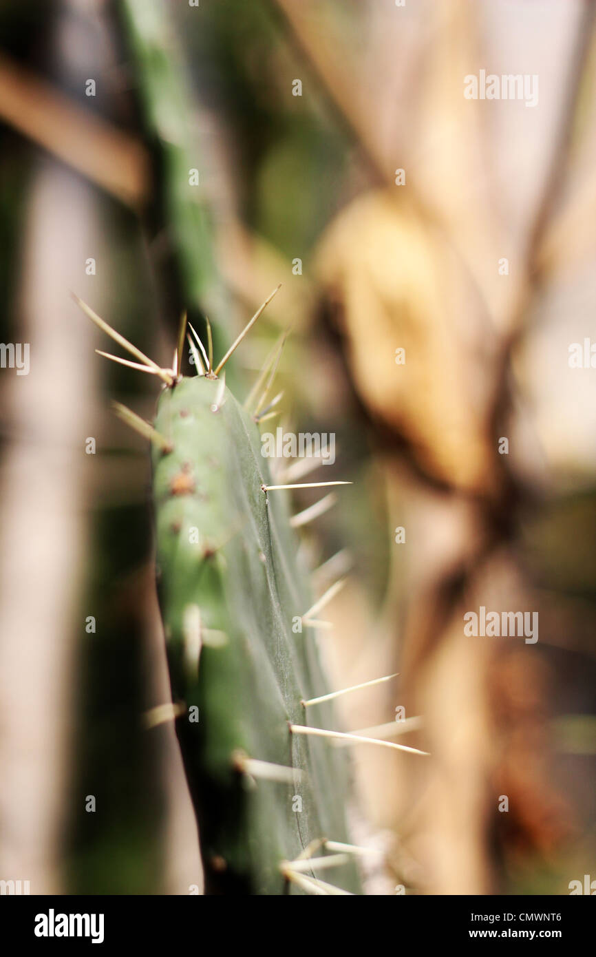 Nopal cactus hi-res stock photography and images - Alamy