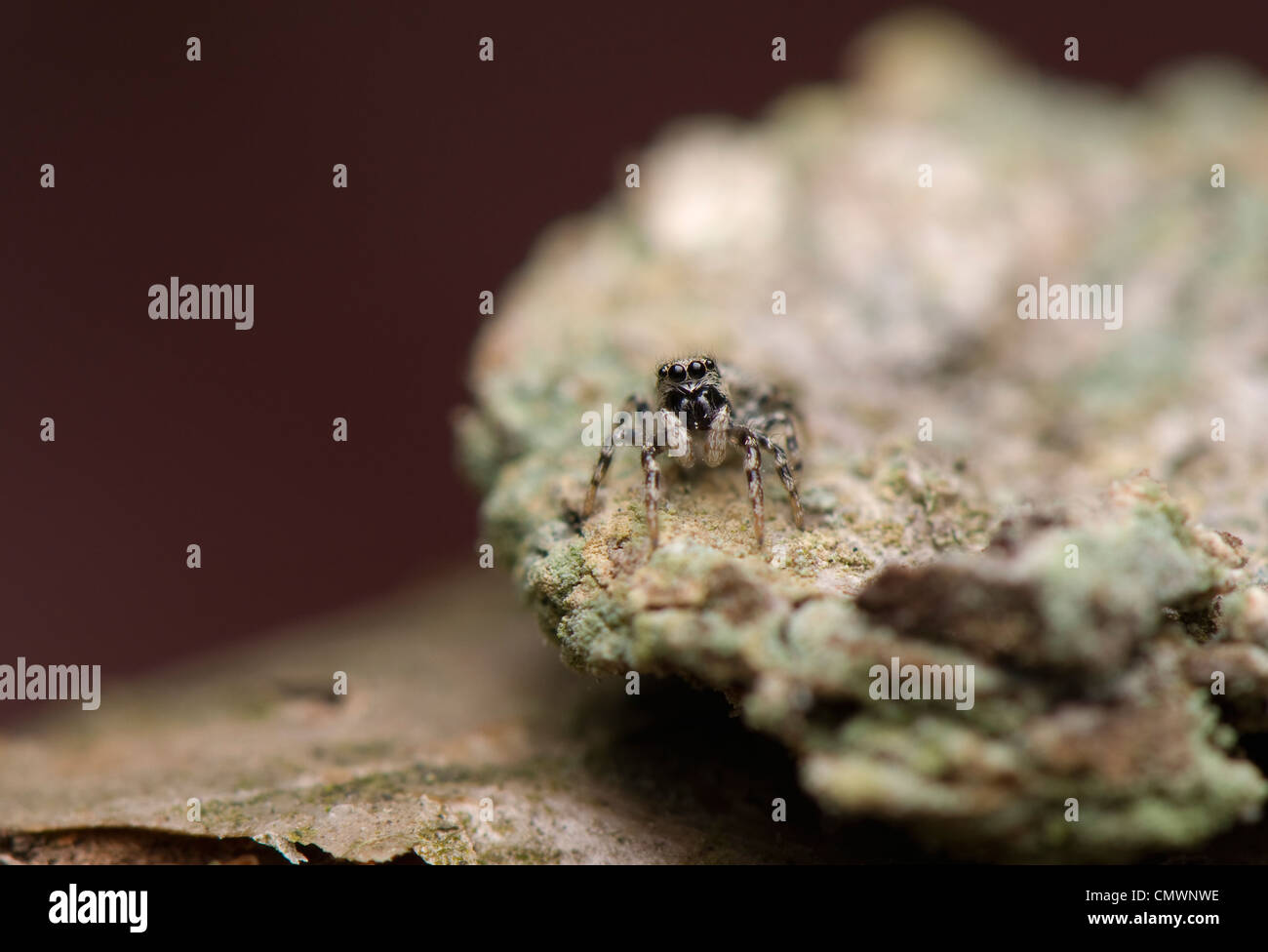 Salticus spider hi-res stock photography and images - Alamy