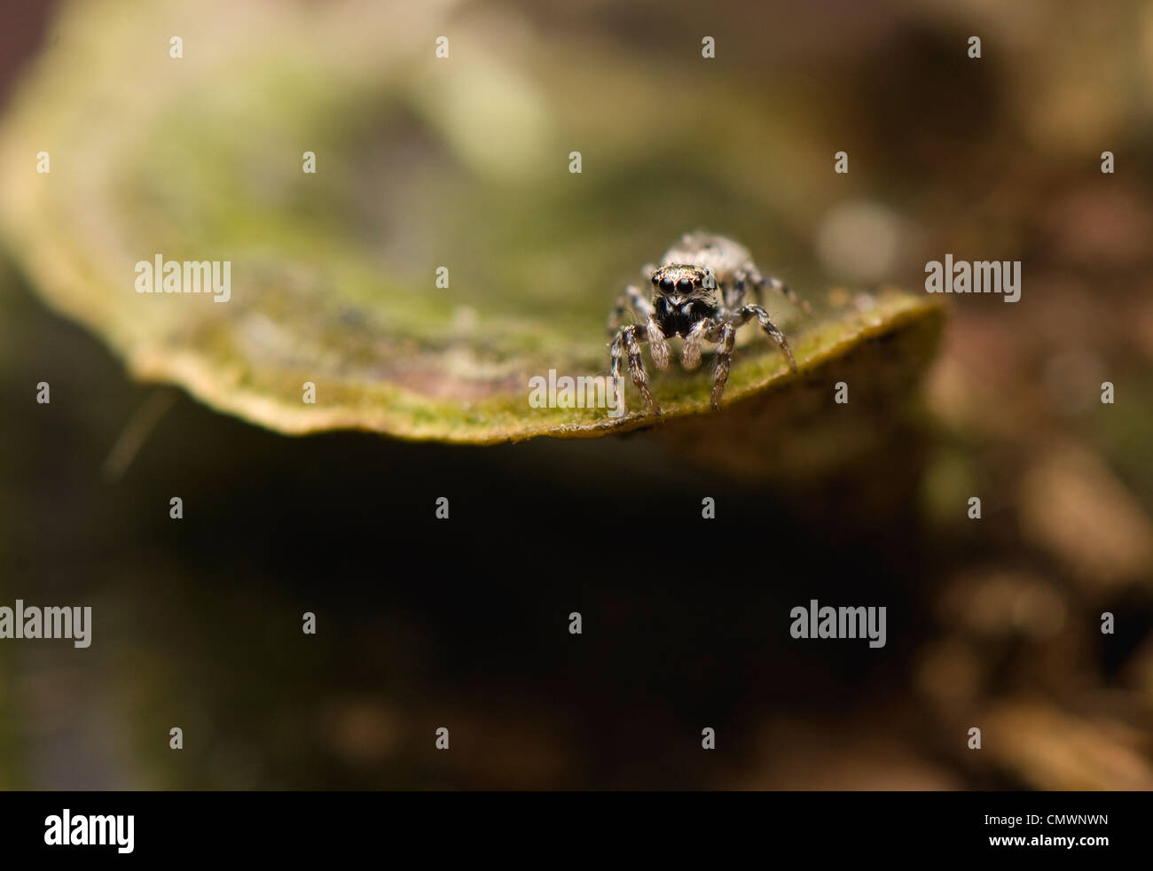 Salticus spider hi-res stock photography and images - Alamy