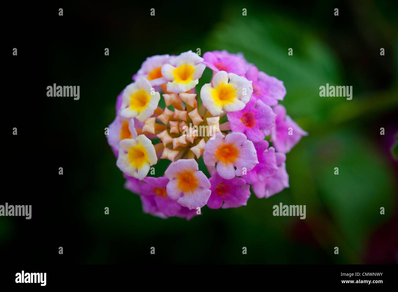 Beautiful intricate flower Stock Photo - Alamy