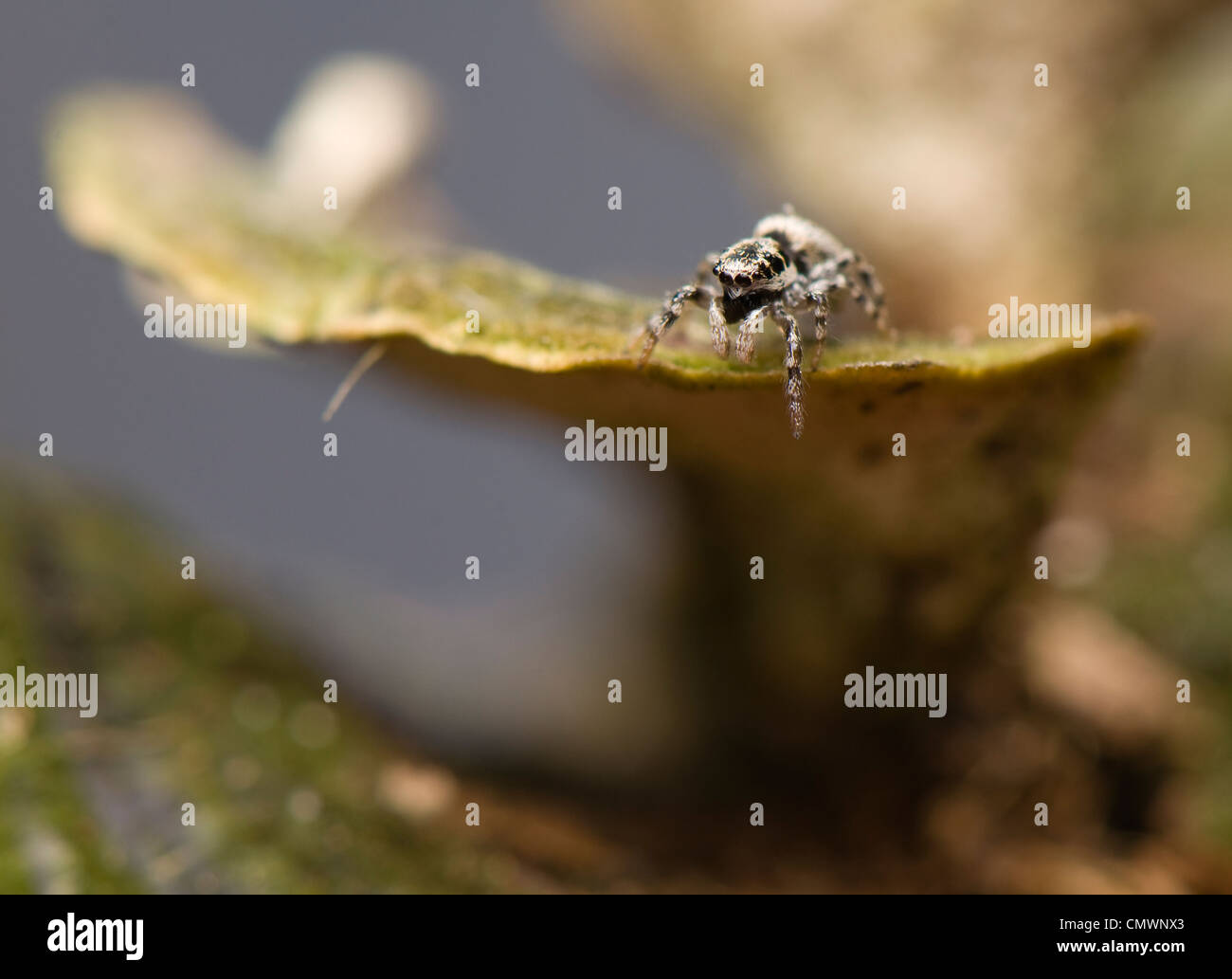 Salticus spider hi-res stock photography and images - Alamy
