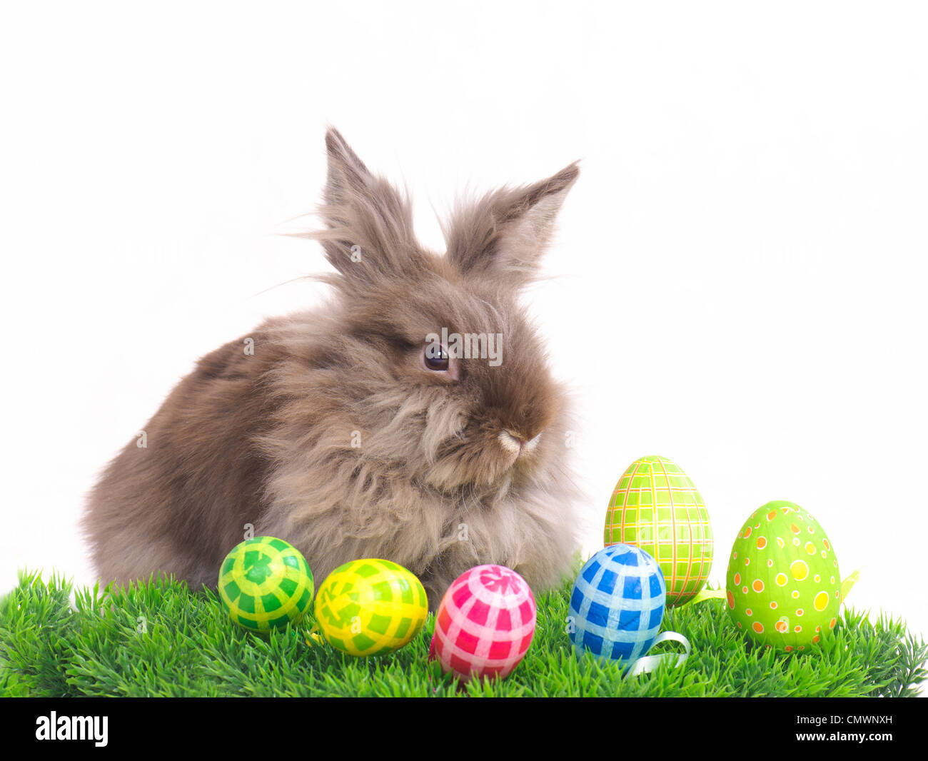 Easter bunny animal cute hi-res stock photography and images - Alamy