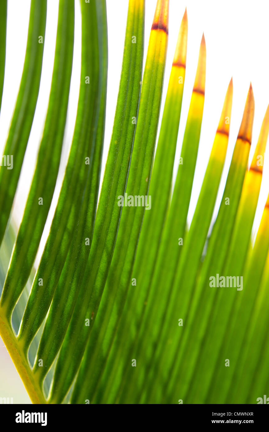 Closeup palm tree bark hi-res stock photography and images - Alamy