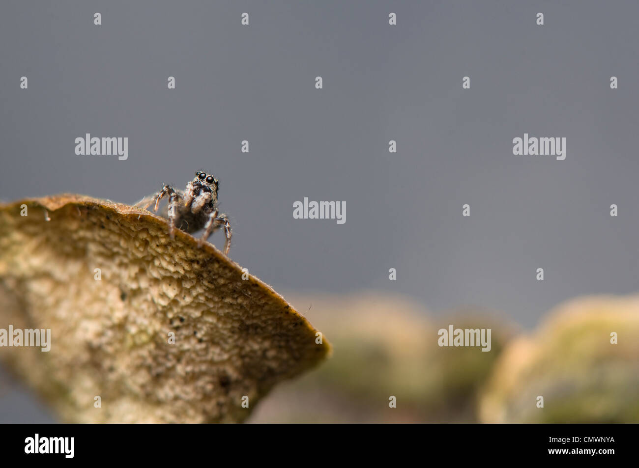 Salticus jumping spider Stock Photo - Alamy