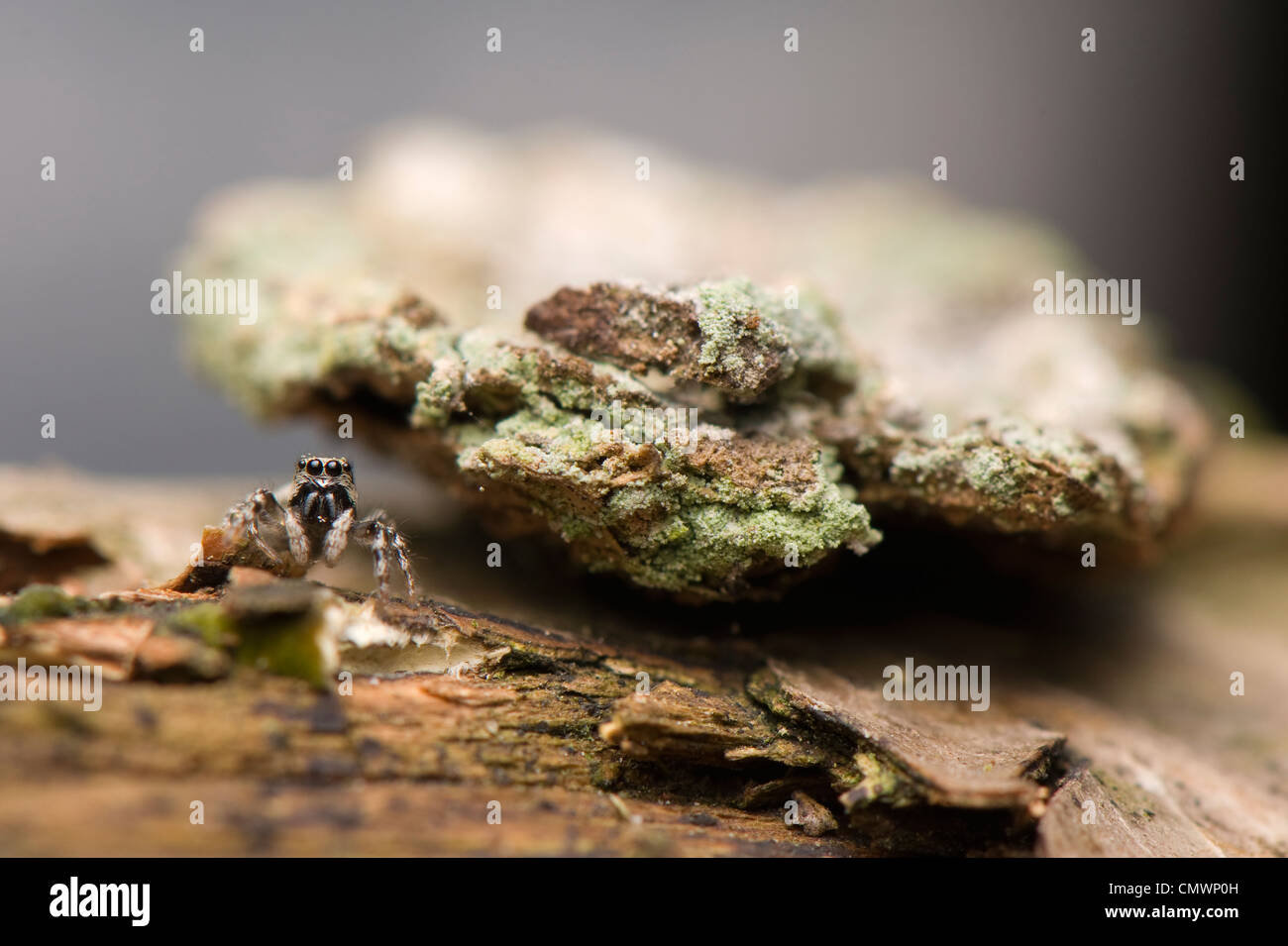 Salticus jumping spider Stock Photo - Alamy