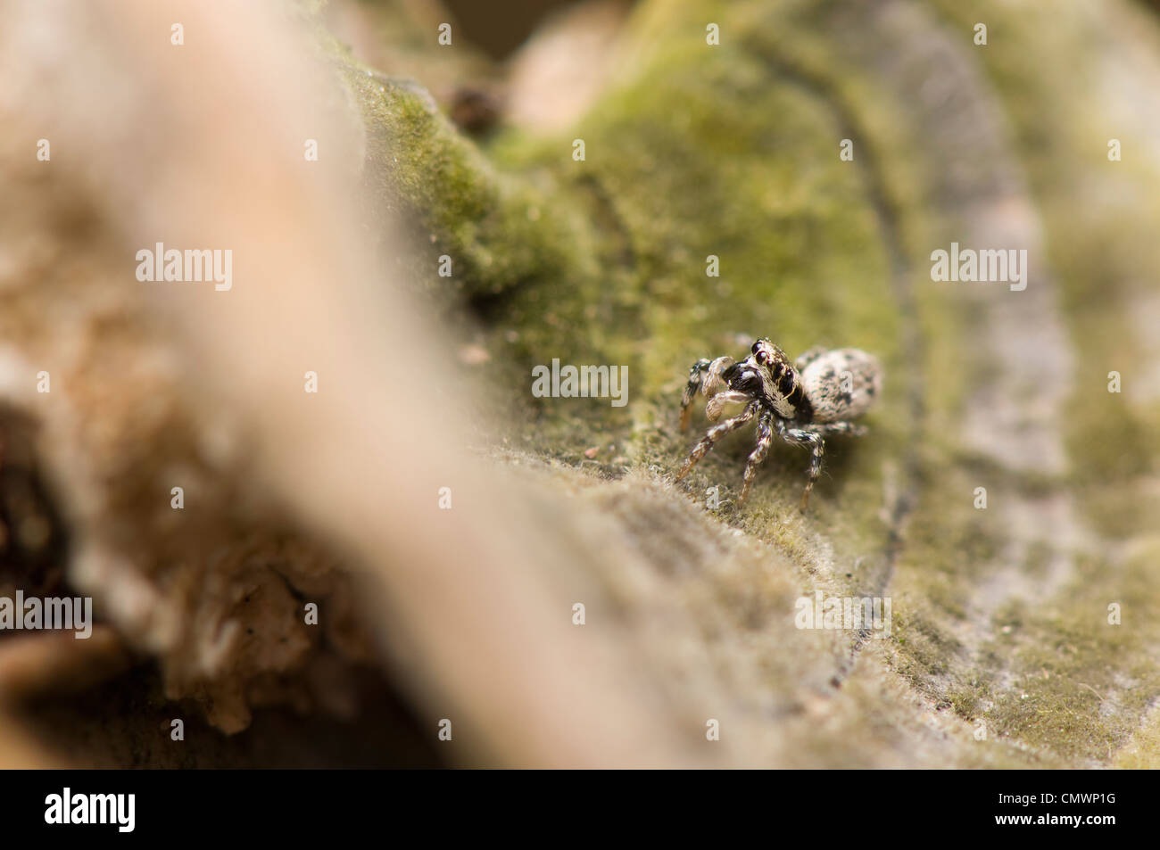 Salticus jumping spider Stock Photo - Alamy