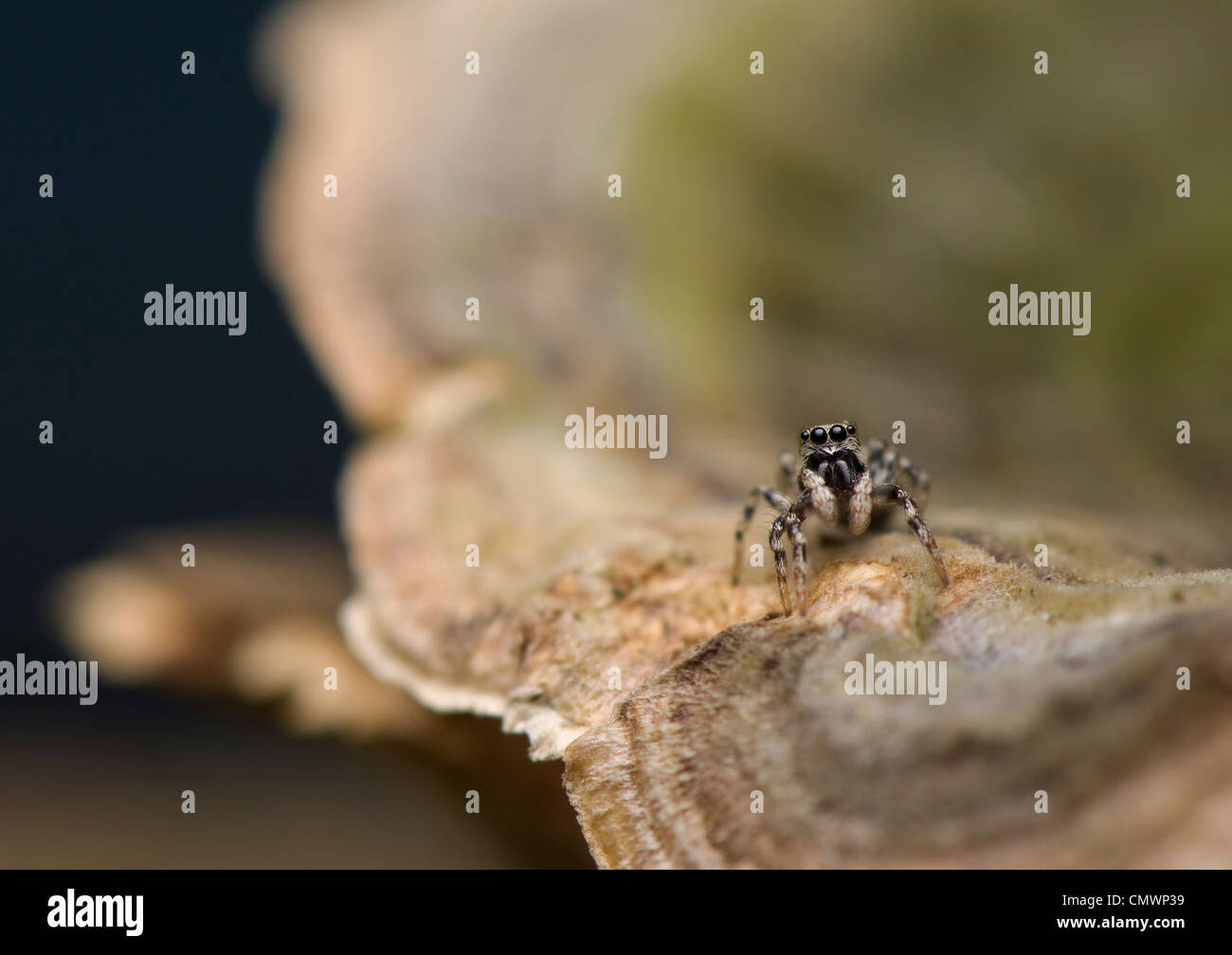 Salticus jumping spider Stock Photo - Alamy