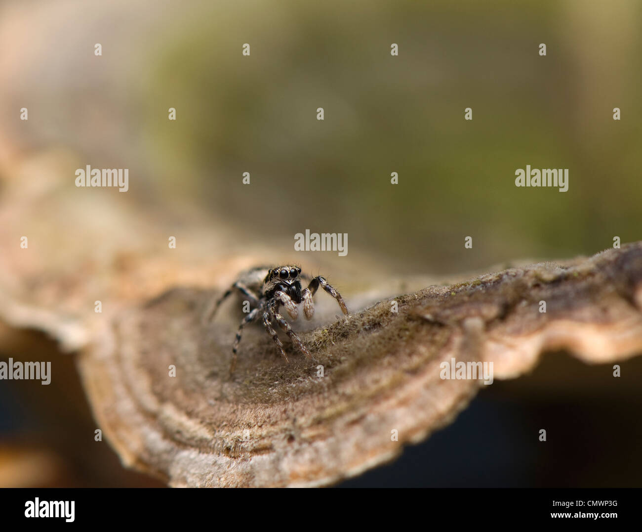 Salticus jumping spider Stock Photo - Alamy