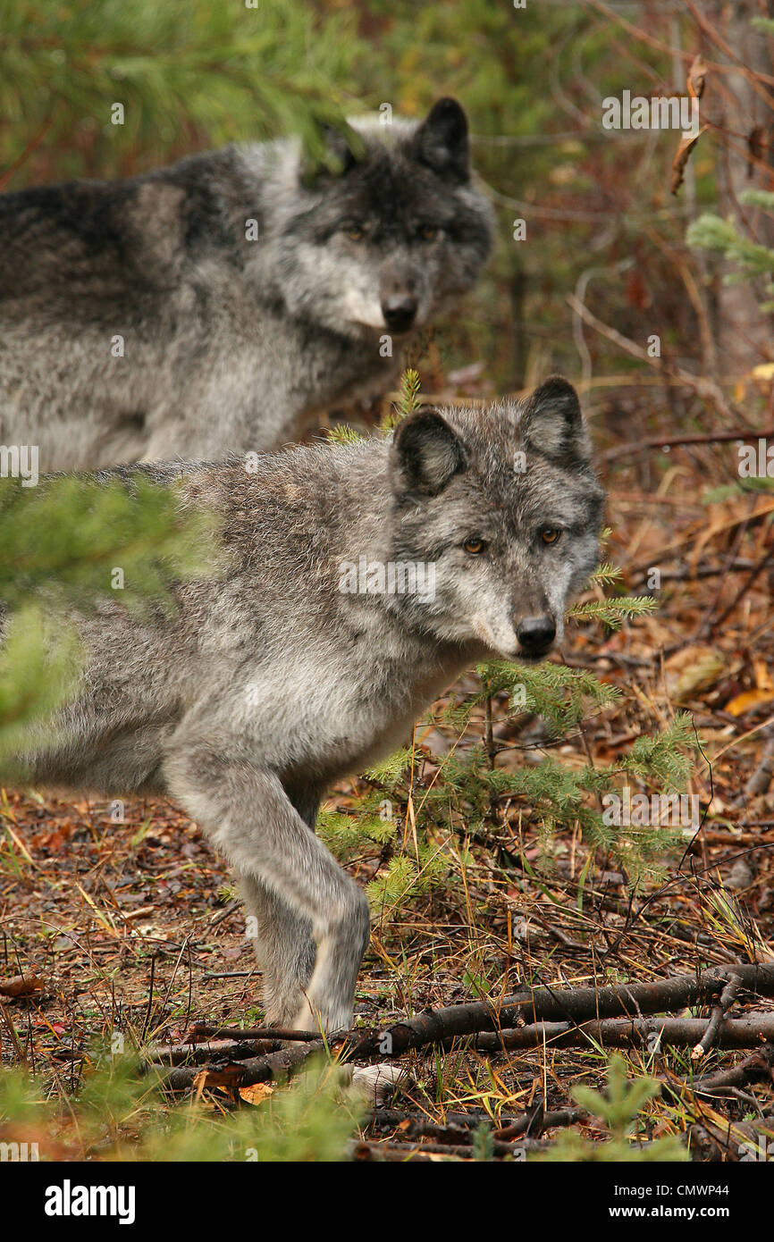 Two Wolves, Golden, British Columbia Stock Photo - Alamy