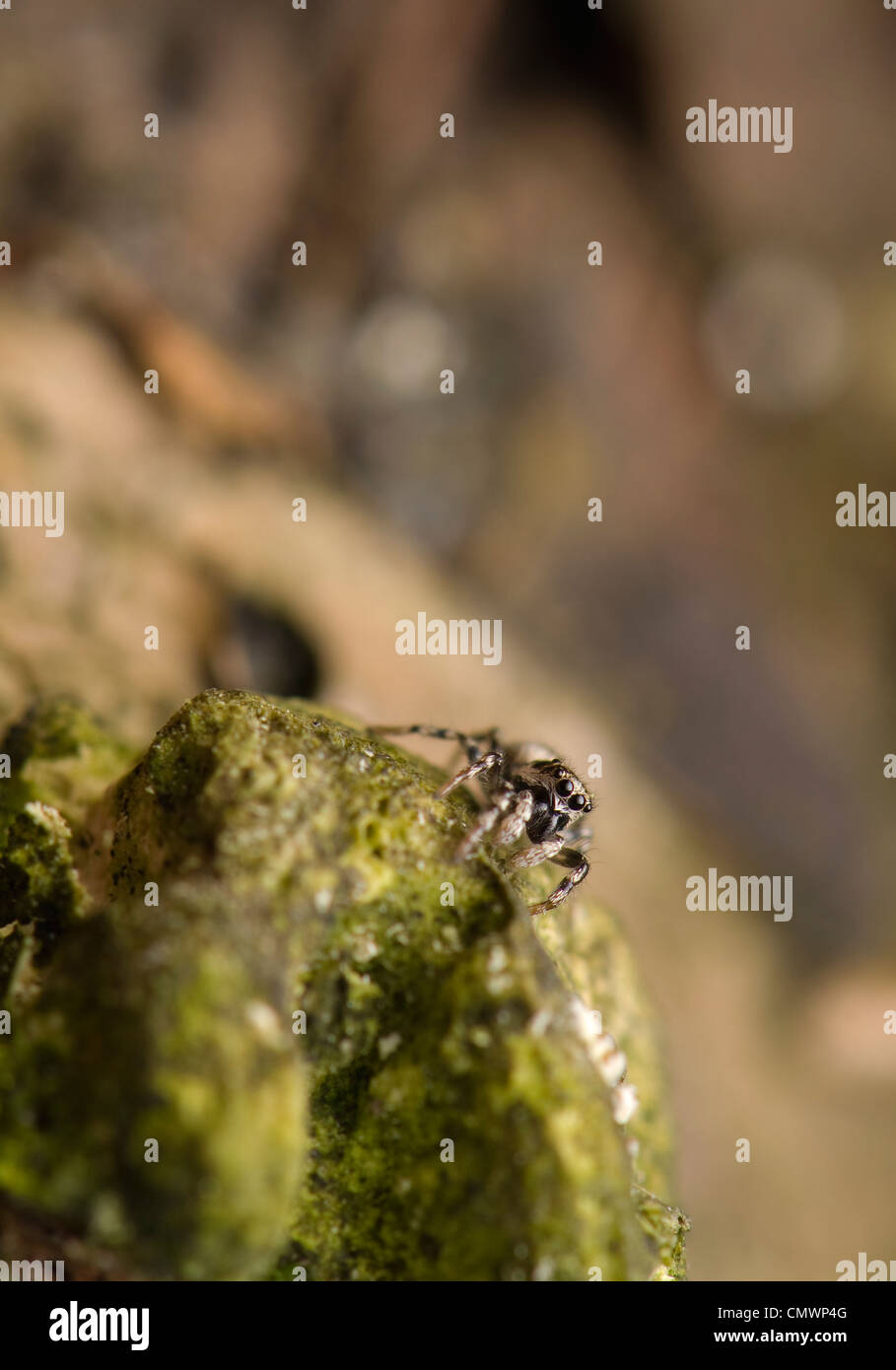 Salticus jumping spider Stock Photo - Alamy