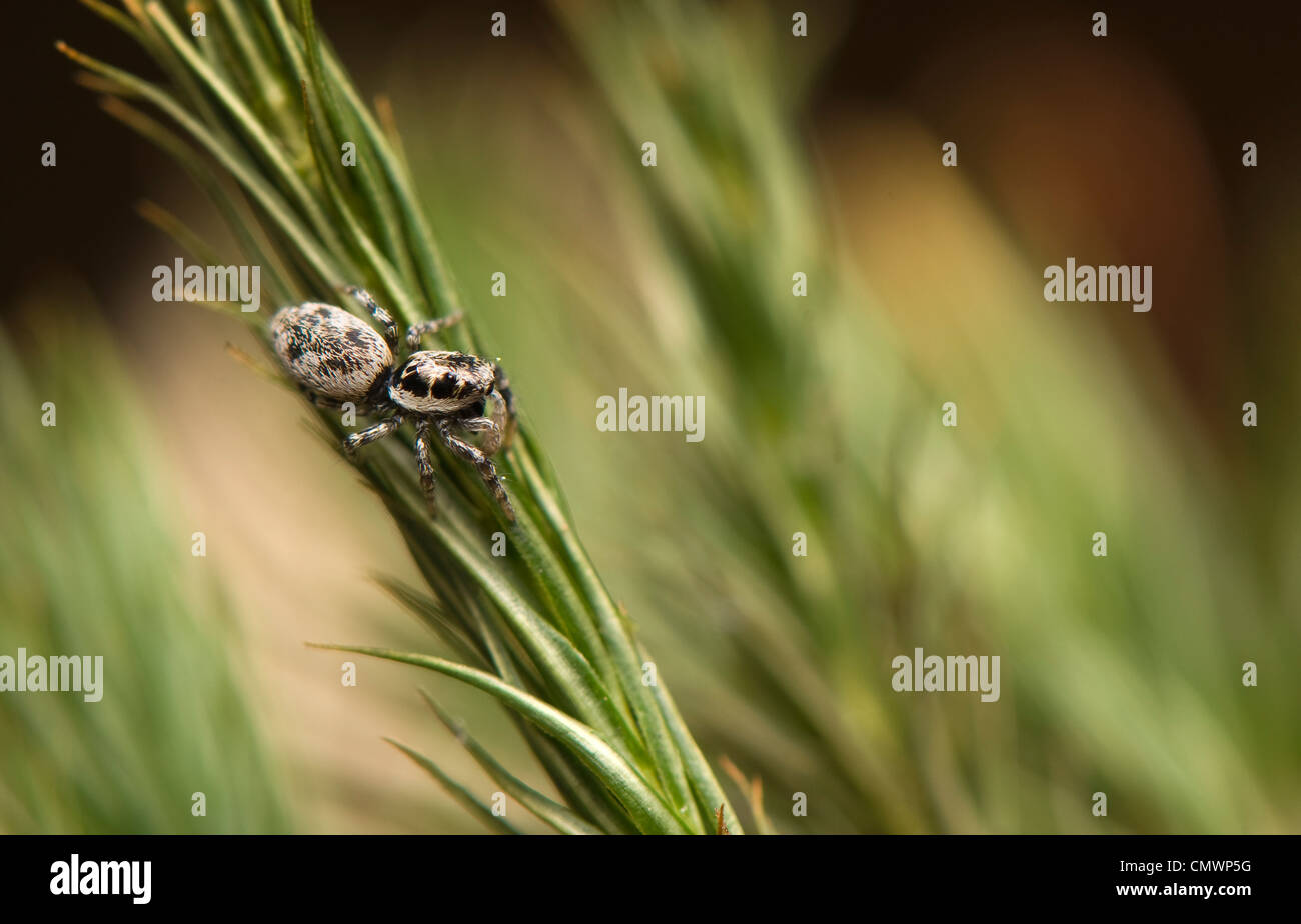 Salticus jumping spider Stock Photo - Alamy