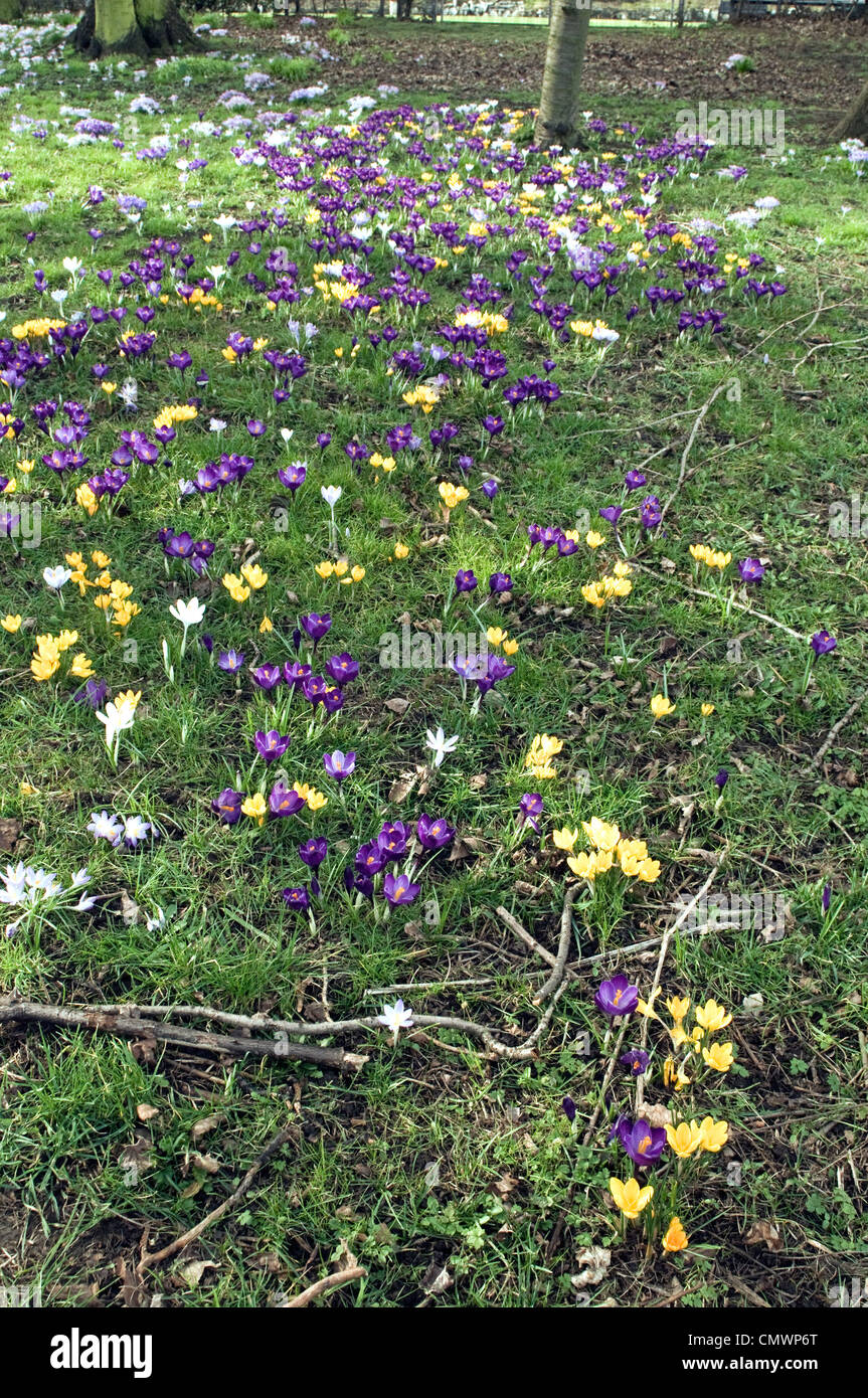 Spring crocus blooms hi-res stock photography and images - Alamy