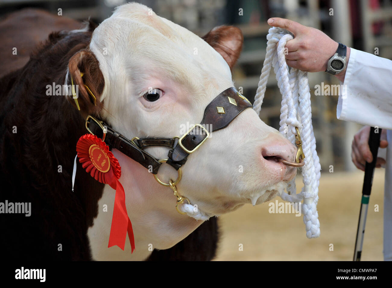 Hereford cattle show hi-res stock photography and images - Alamy