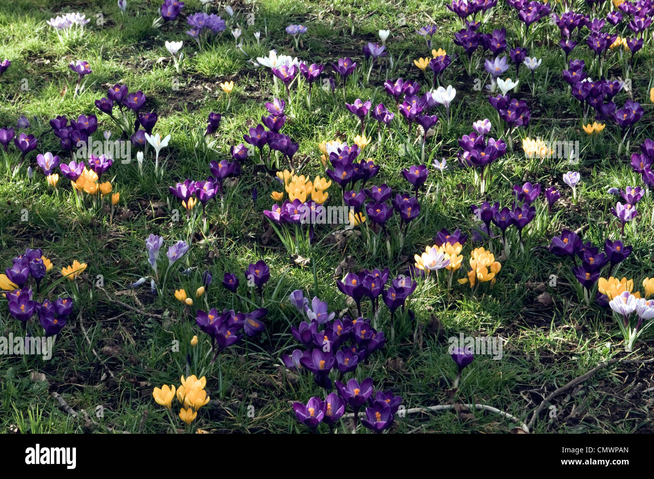 Spring crocus blooms hi-res stock photography and images - Alamy