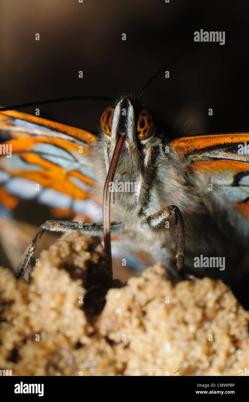 Portrait butterfly hi-res stock photography and images - Alamy