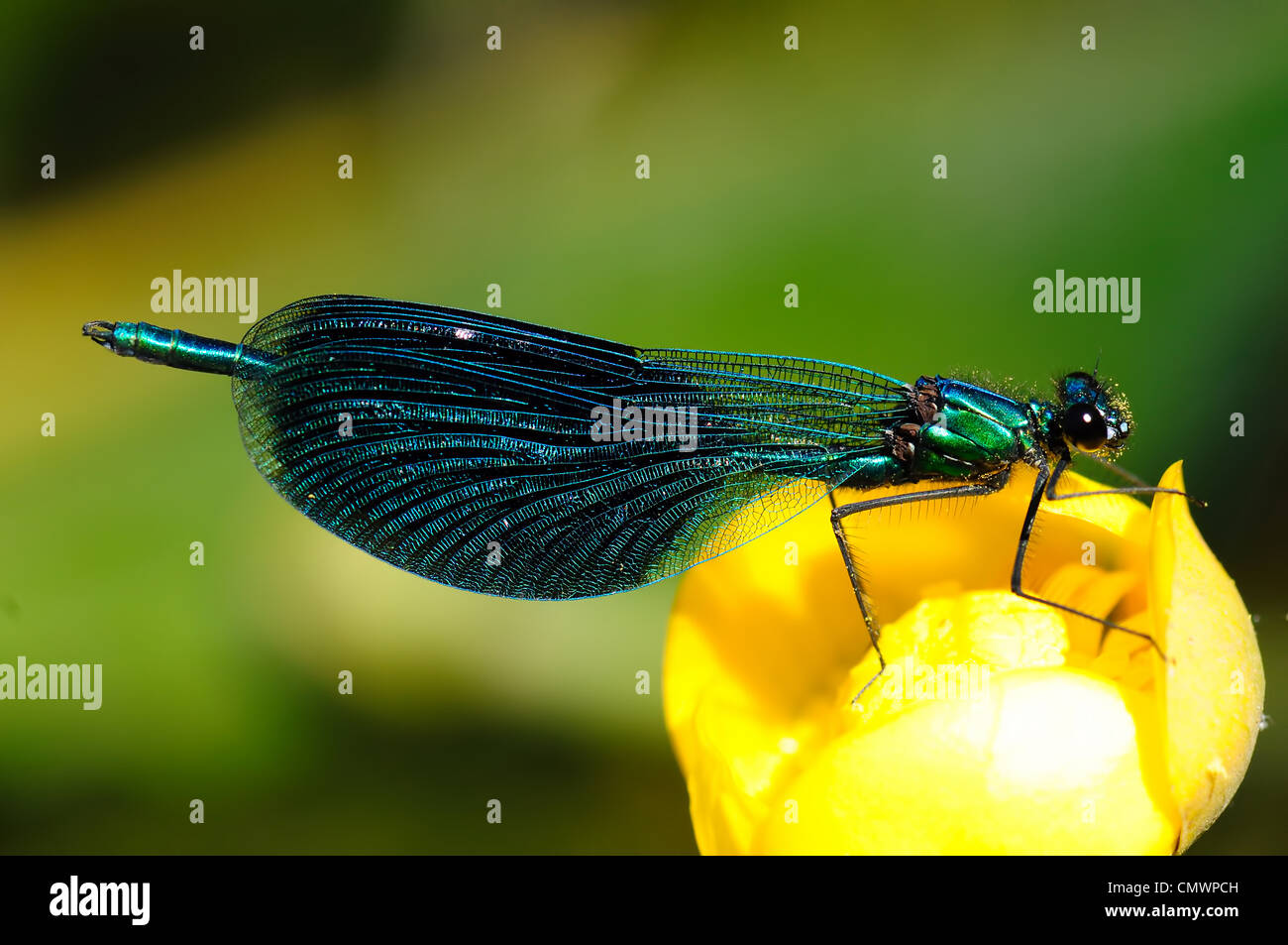Insects flowers dragonfly hi-res stock photography and images - Alamy