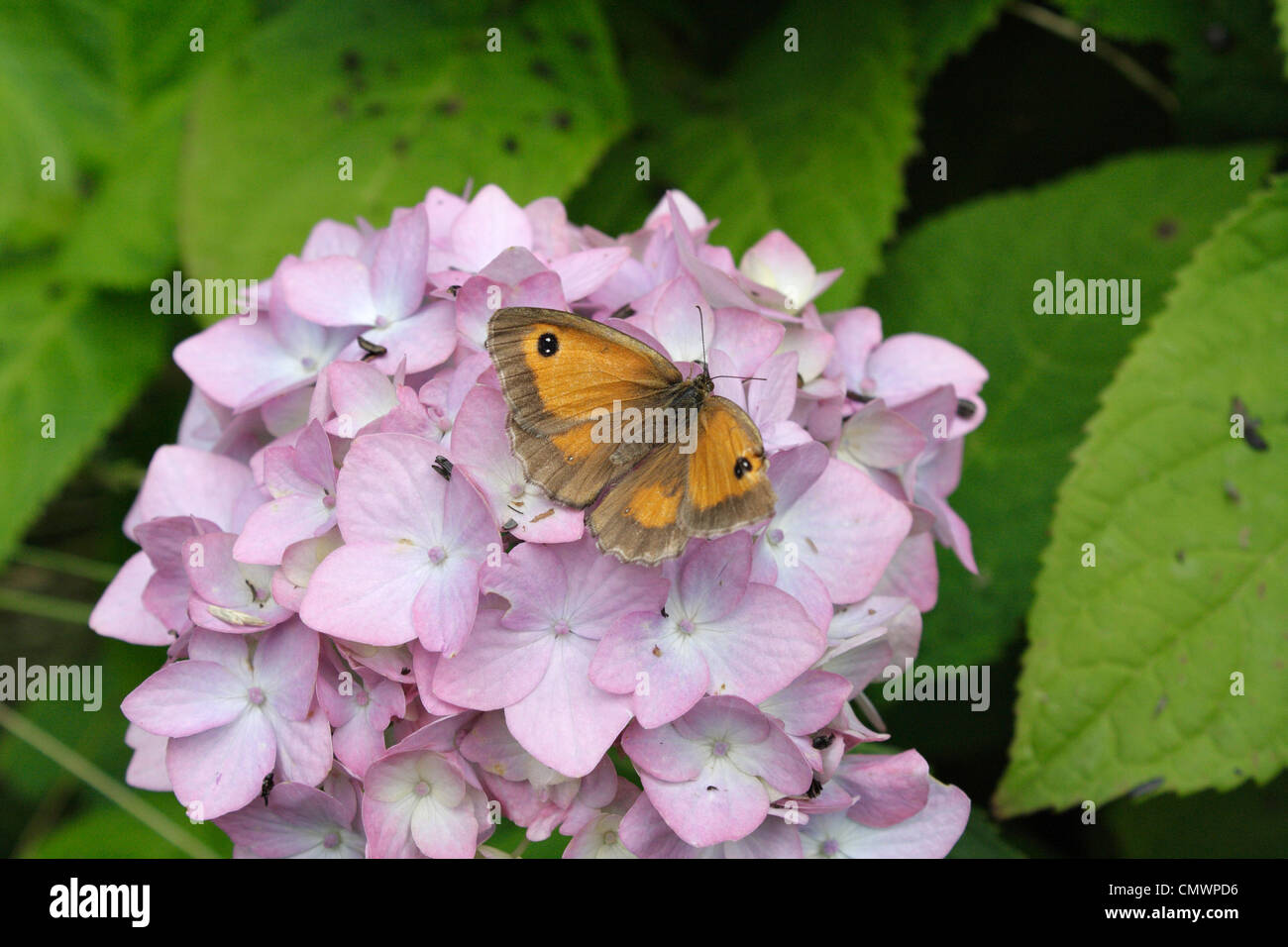 The hedge brown hi-res stock photography and images - Alamy