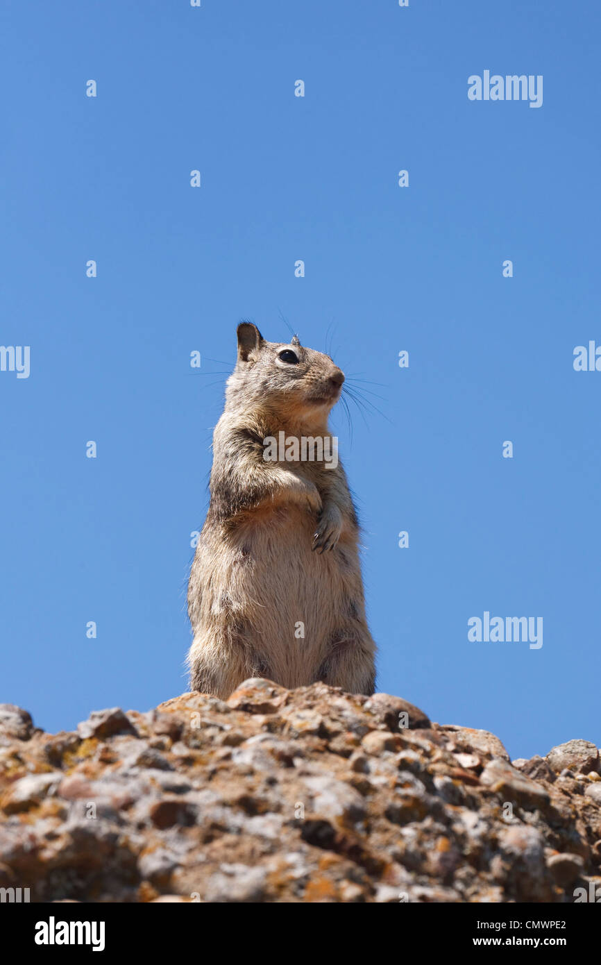 Western gray squirrels hi-res stock photography and images - Alamy