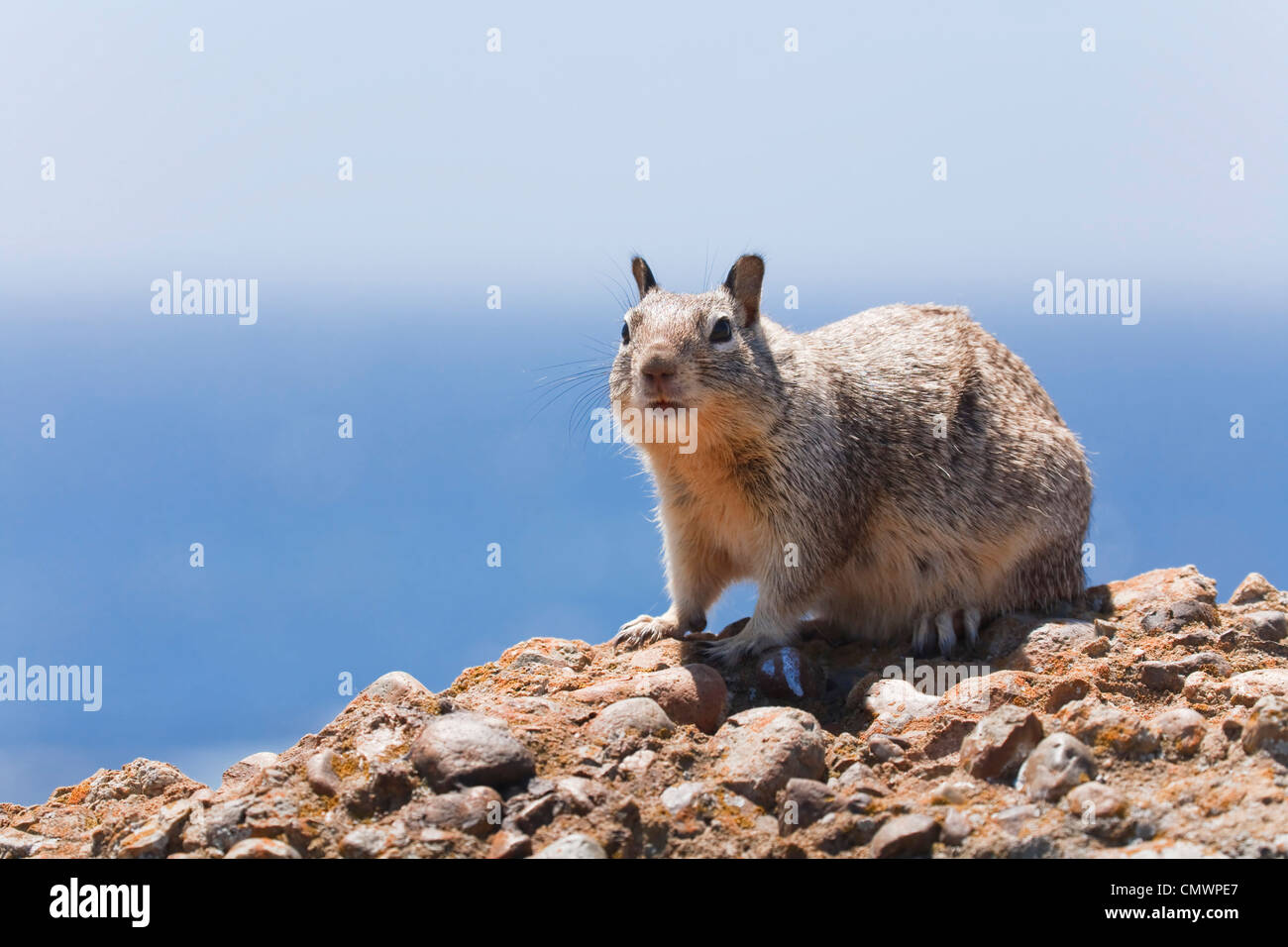Grey squirrels copyspace hi-res stock photography and images - Alamy