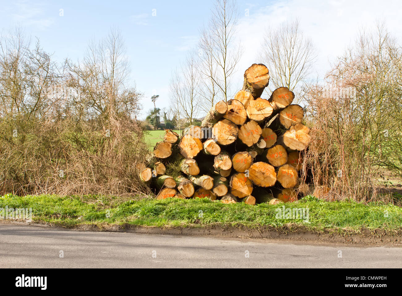 Tree being chopped hi-res stock photography and images - Alamy